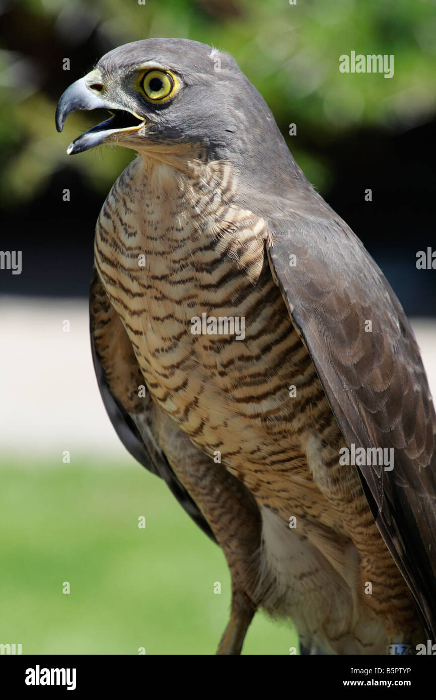 African Goshawk Accipiter tachiro Stock Photo - Alamy