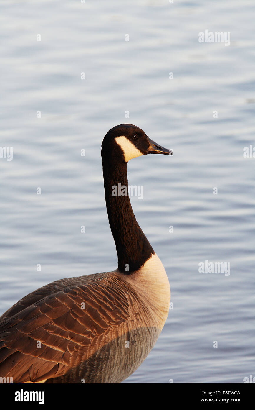 A close up profile of a Canadian goose Stock Photo - Alamy