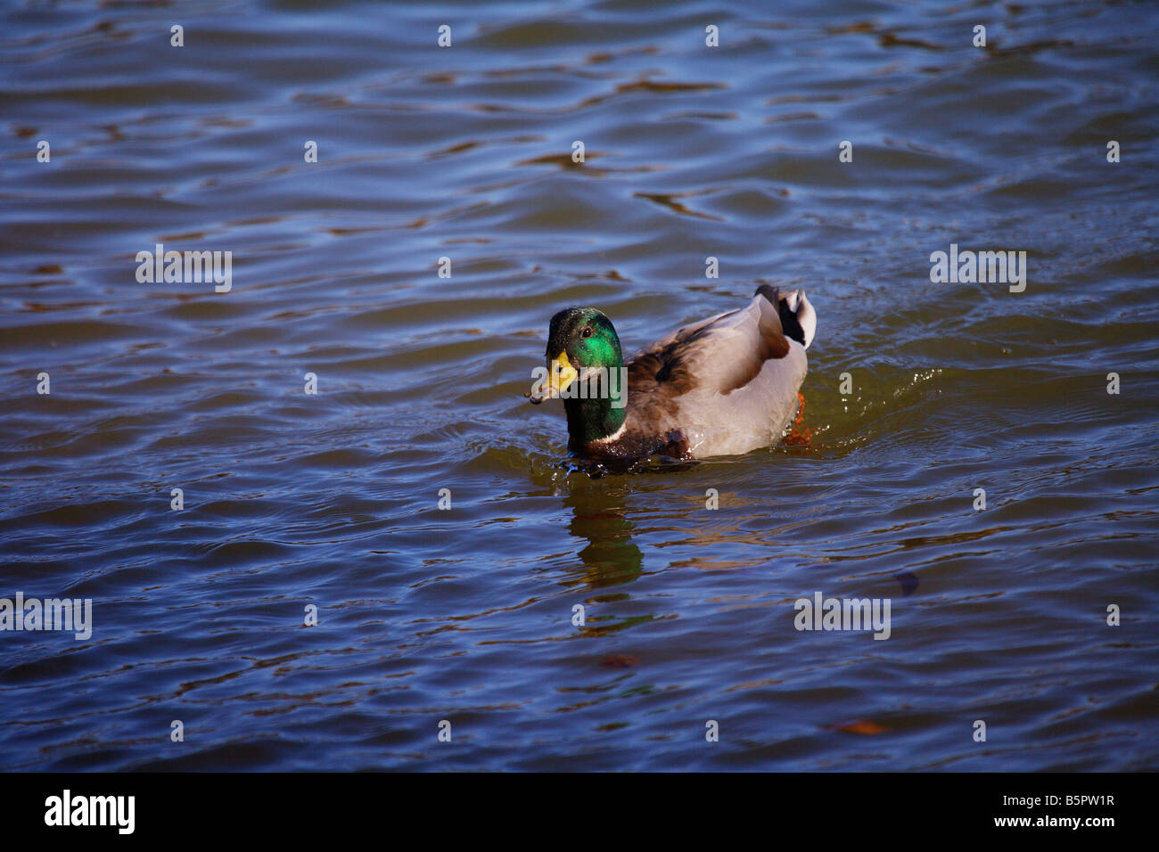 Male mallard duck deformed or injured beak swimming on the water Stock ...