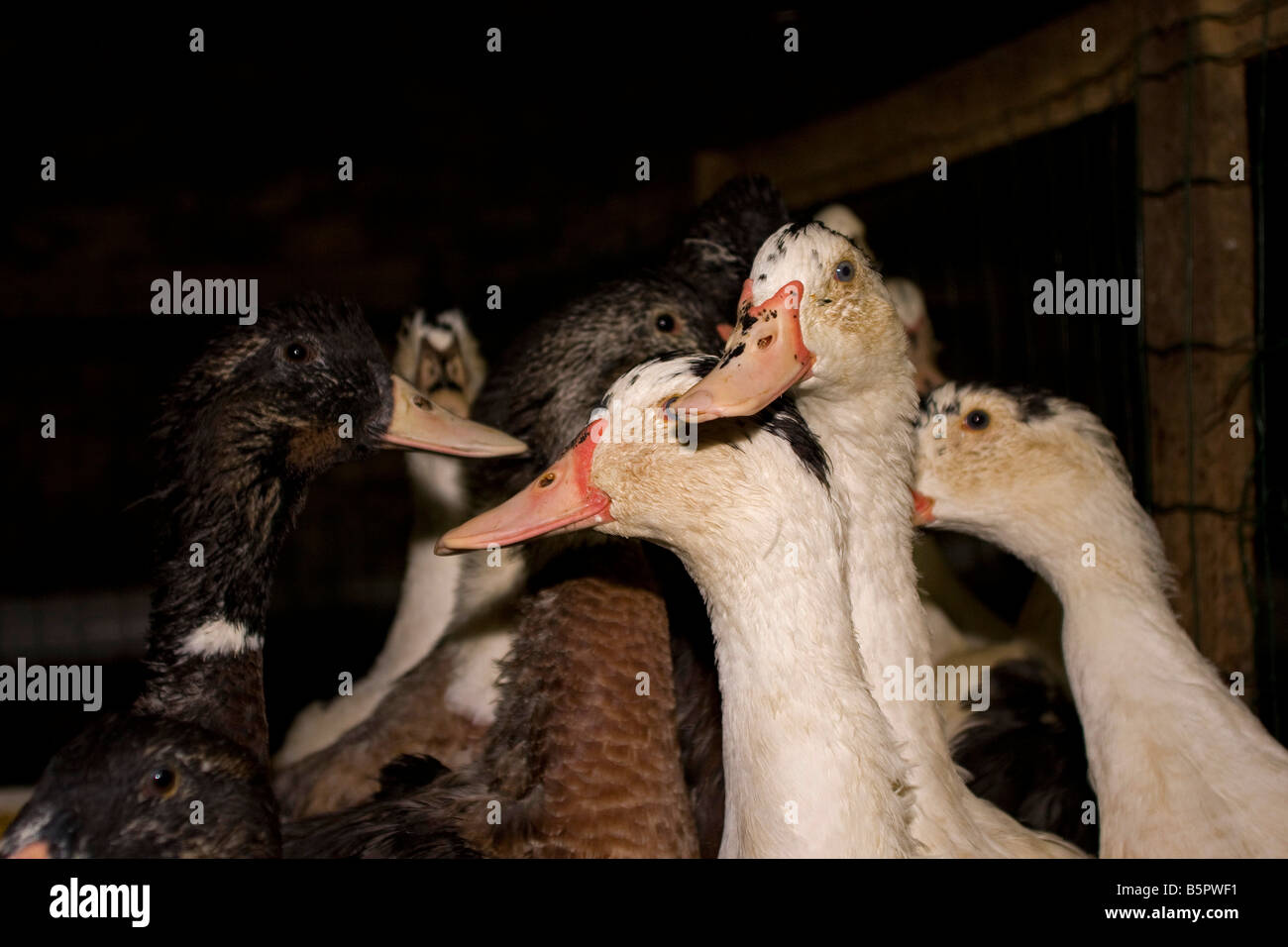 Ducks waiting to being force fed. Gavage des oies, Perigord France ...