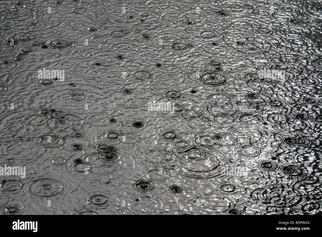 lots rain drops falling in water puddle in street Stock Photo - Alamy
