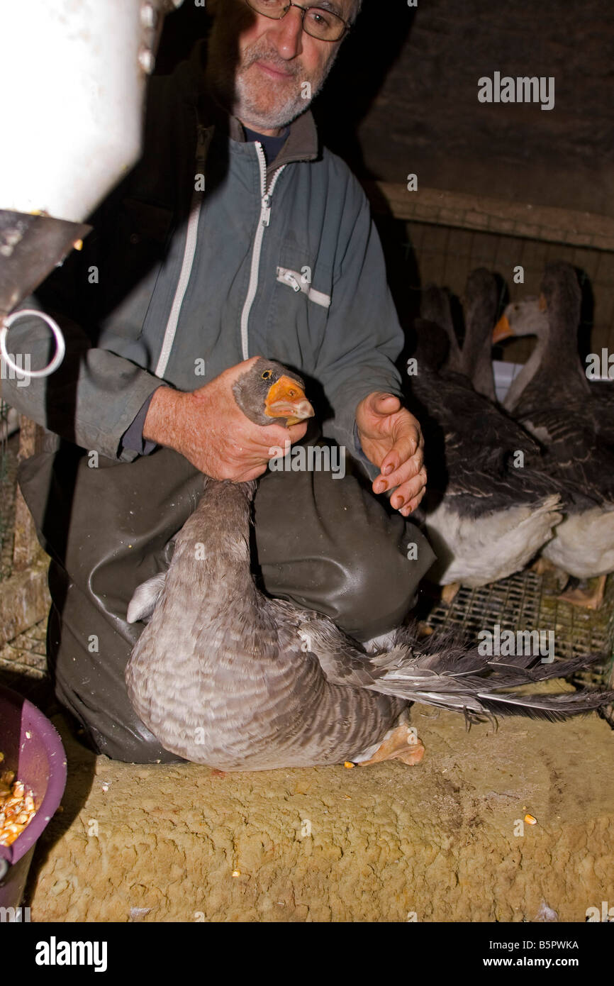 Gavage Feeding Duck Stock Photos & Gavage Feeding Duck Stock Images - Alamy