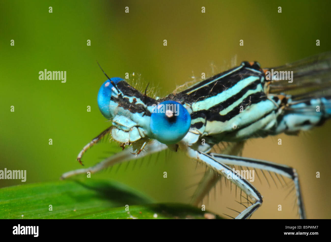 Dragonfly thorax close up hi-res stock photography and images - Alamy