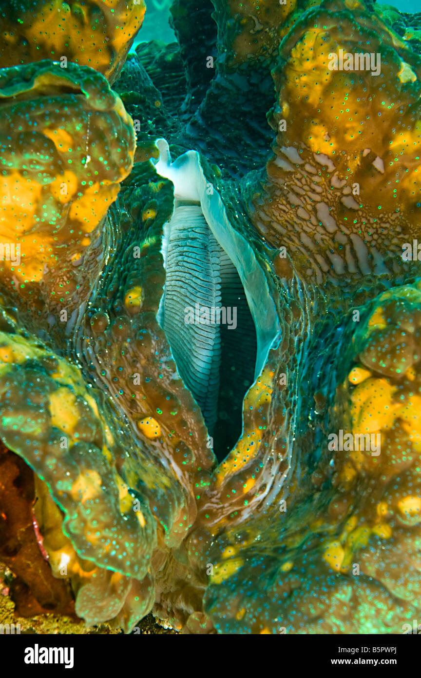 close up view of giant clam inlet siphon Stock Photo - Alamy