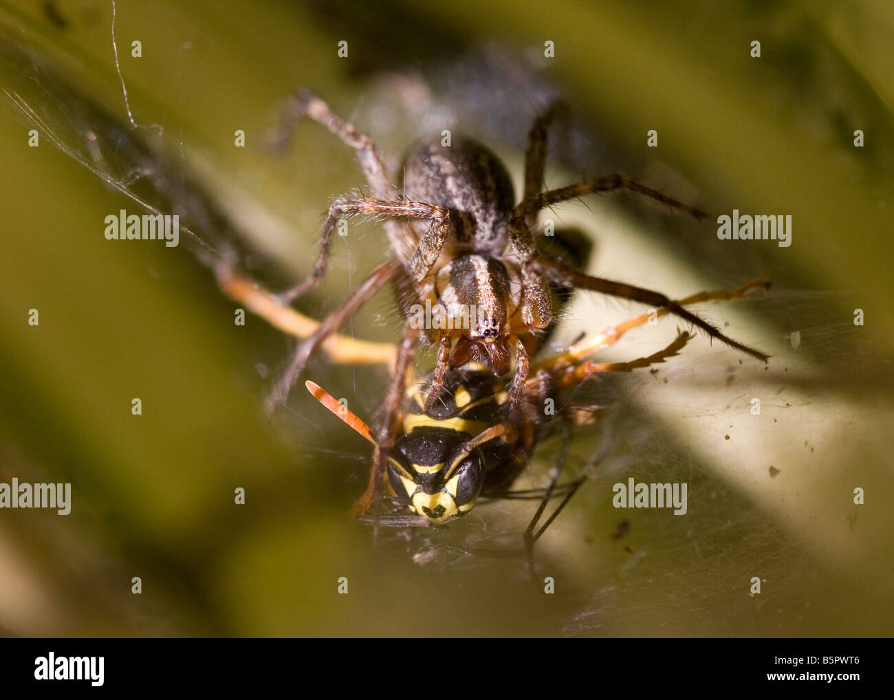 Spider and wasp battle in a web. One of 5 images Stock Photo - Alamy