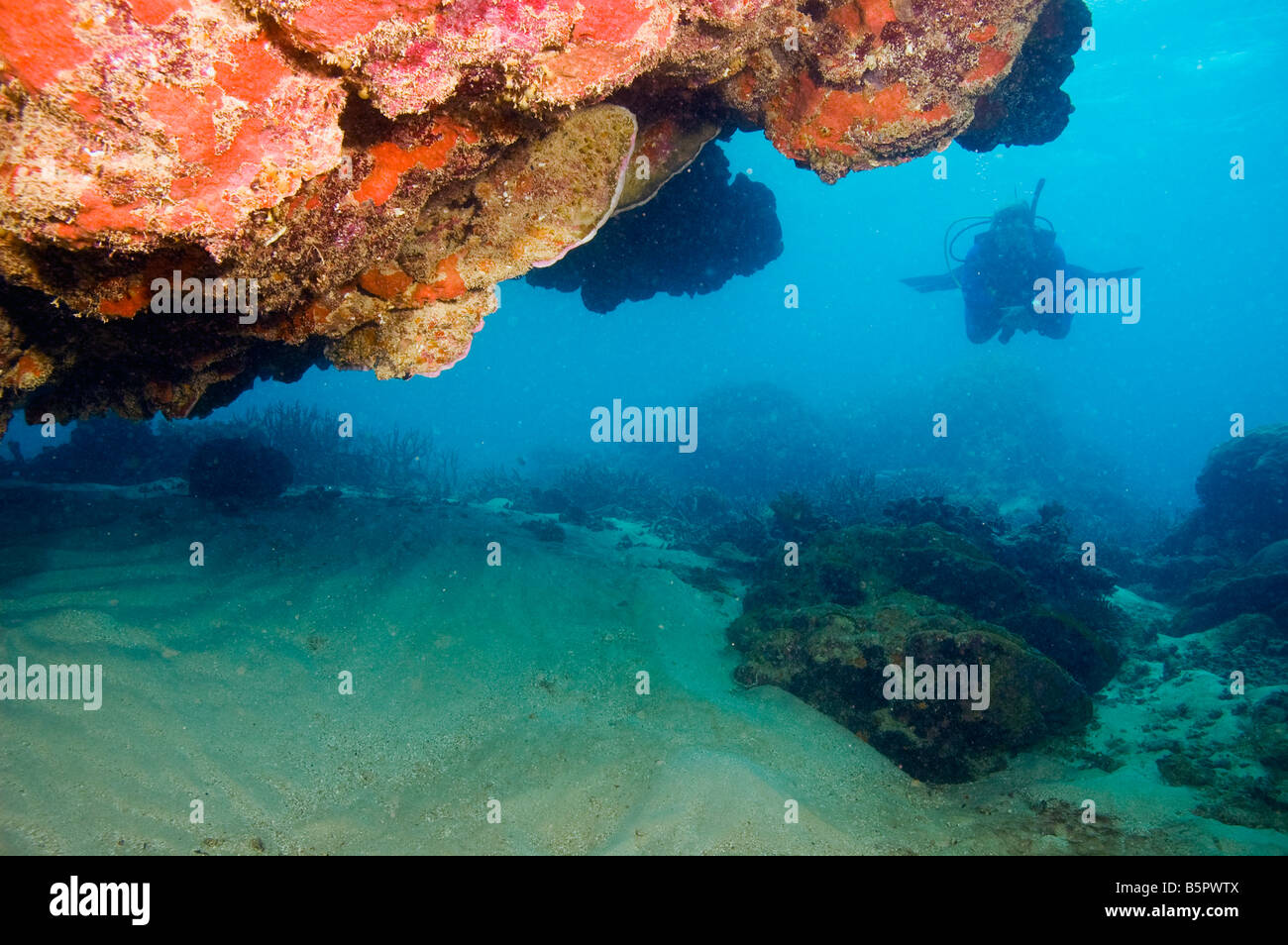 underside of coral above sand with blue water and scuba diver in ...