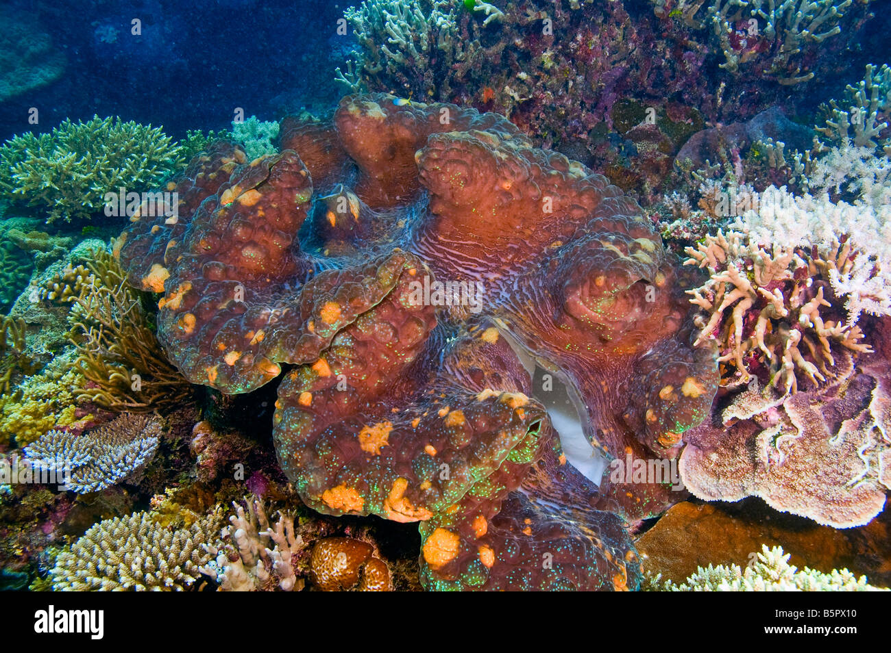 Giant Clam Great Barrier Reef High Resolution Stock Photography and ...