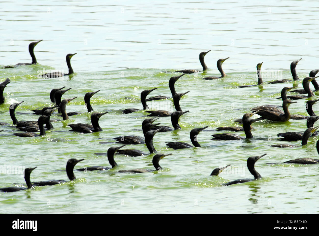 LESSER CORMORANTS IN KUNDAKULAM BIRD SANCTUARY TAMILNADU Stock Photo ...