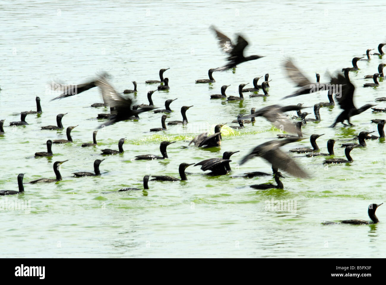 LESSER CORMORANTS IN KUNDAKULAM BIRD SANCTUARY TAMILNADU Stock Photo ...
