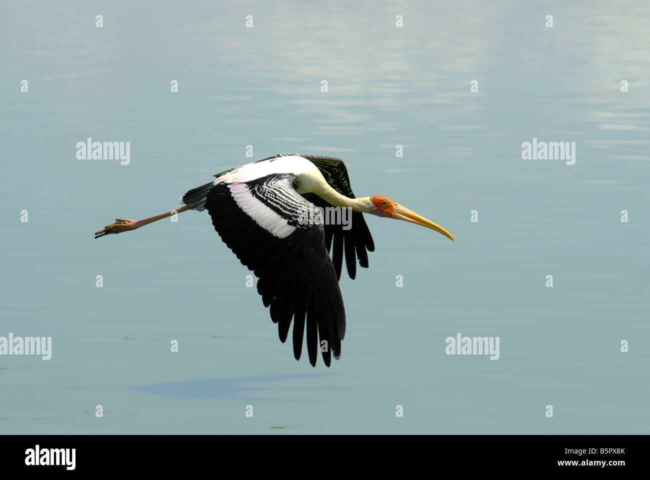 PAINTED STORK IN FLIGHT KUNDAKULAM BIRD SANCTUARY TAMILNADU Stock Photo ...