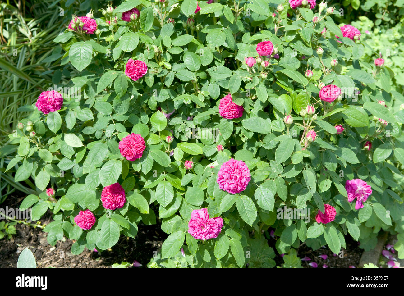 Rosa De Rescht Stock Photo - Alamy