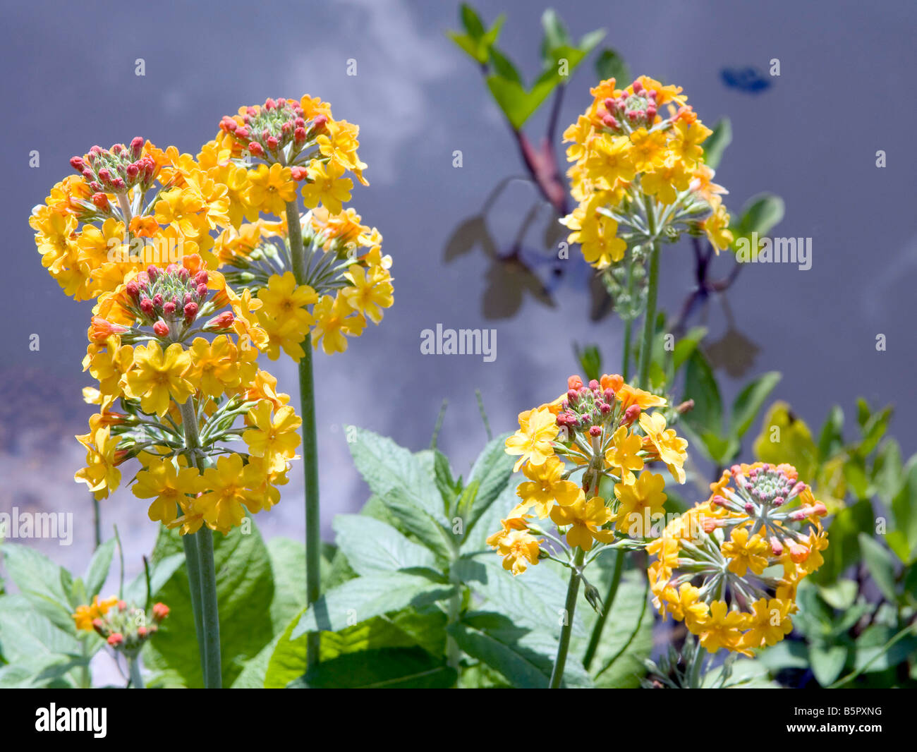 Beesiana primula hi-res stock photography and images - Alamy