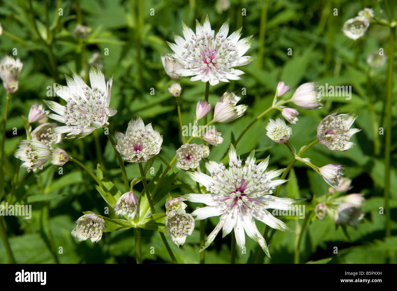 Astrantia major Masterwort Stock Photo - Alamy