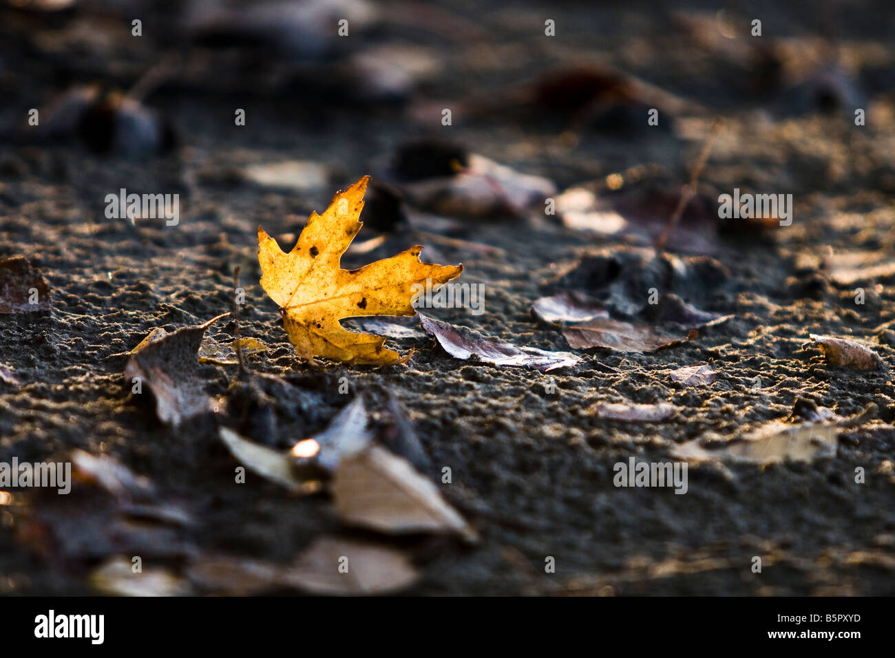 Leaf backlight by sunlight on ground fall autumn color colour seasons ...