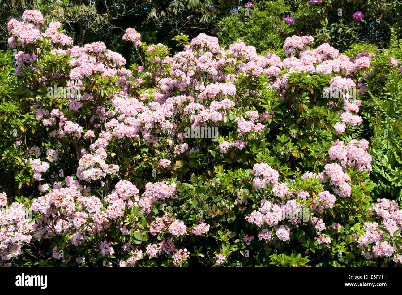 Kalmia latifolia hi-res stock photography and images - Alamy