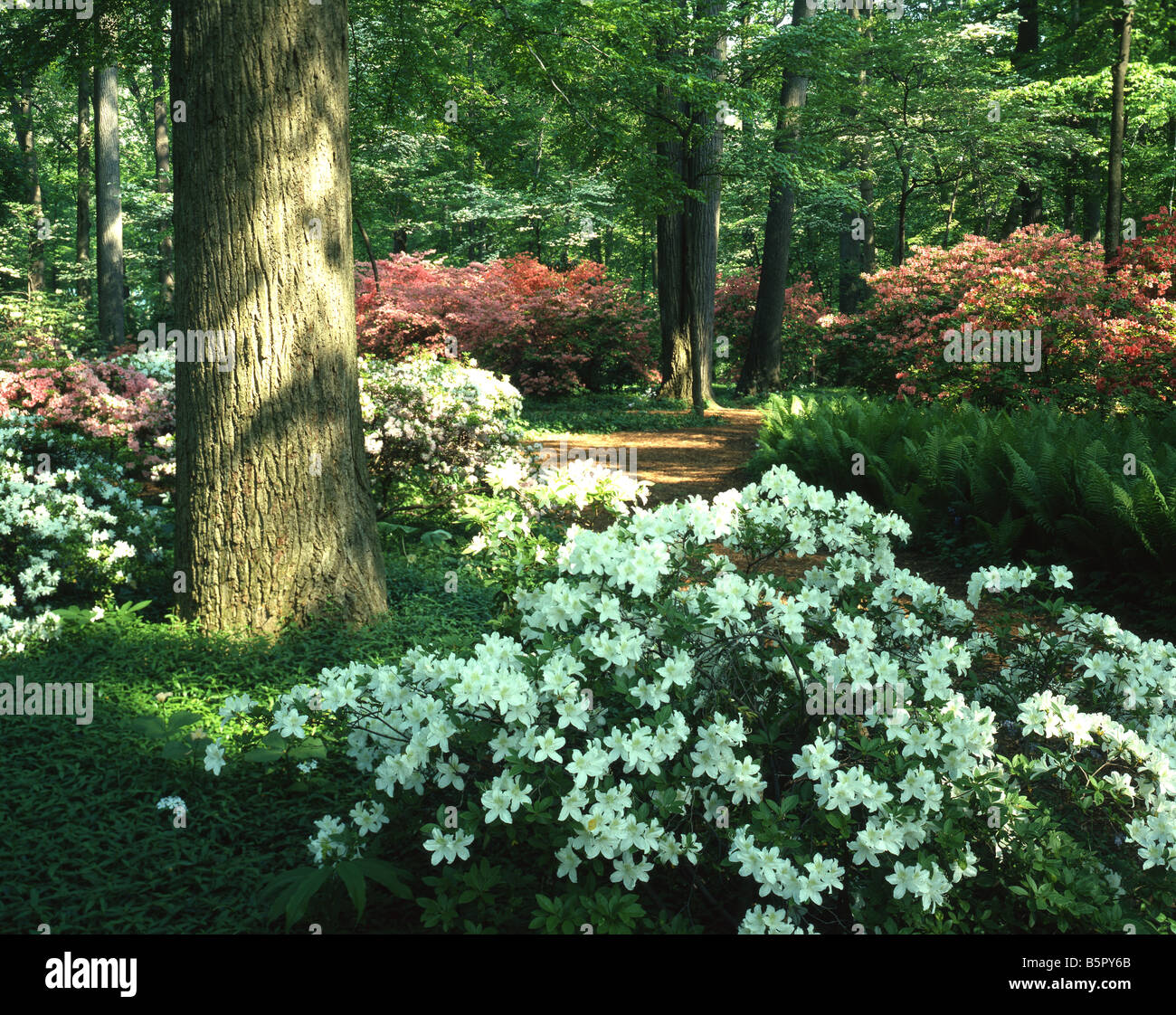 Azalea Garden in the Woods Stock Photo - Alamy
