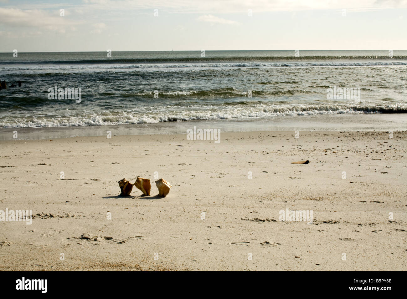 Three seashells sticking in the sand on the beach by the ocean in ...