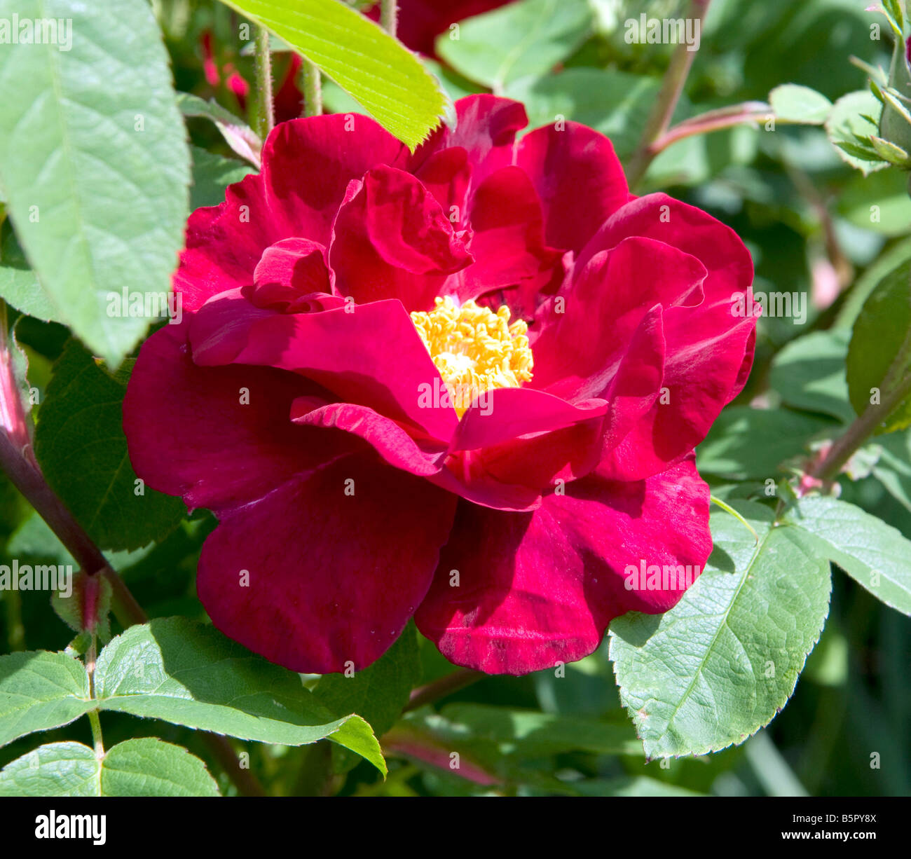 Rosa `James Mason` Stock Photo - Alamy