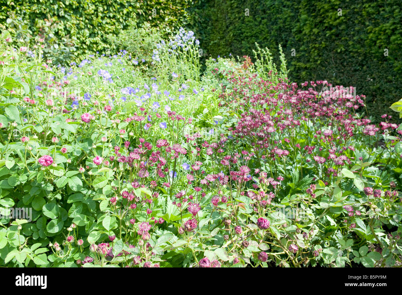 Spring border of various flower plants Stock Photo - Alamy