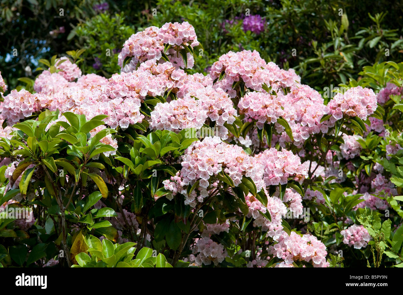 Kalmia latifolia hi-res stock photography and images - Alamy