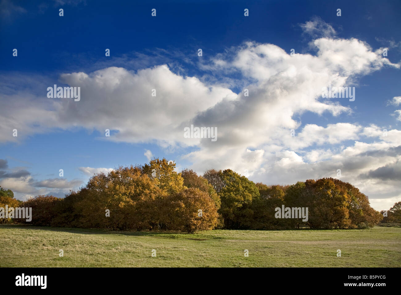 Colchester view scene grass trees hi-res stock photography and images ...