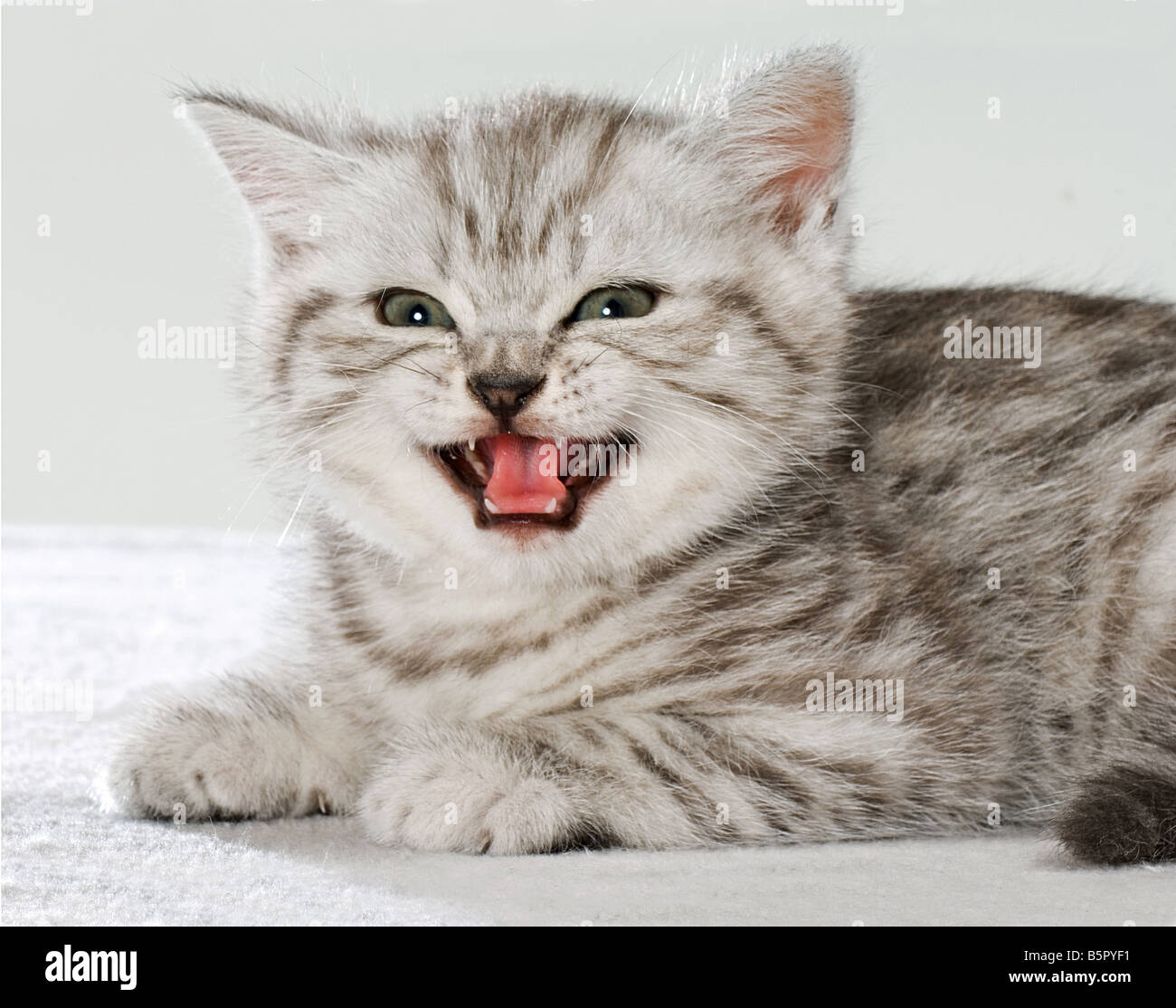 Miaowing hi-res stock photography and images - Alamy