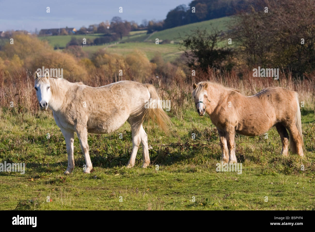 Ponies in an english landscape hi-res stock photography and images - Alamy