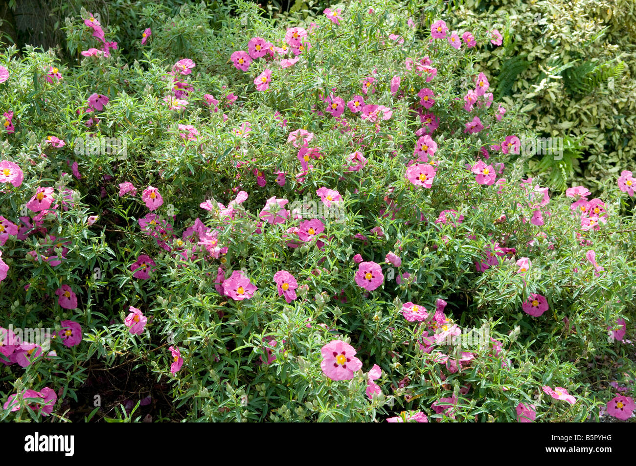 Cistus hi-res stock photography and images - Alamy