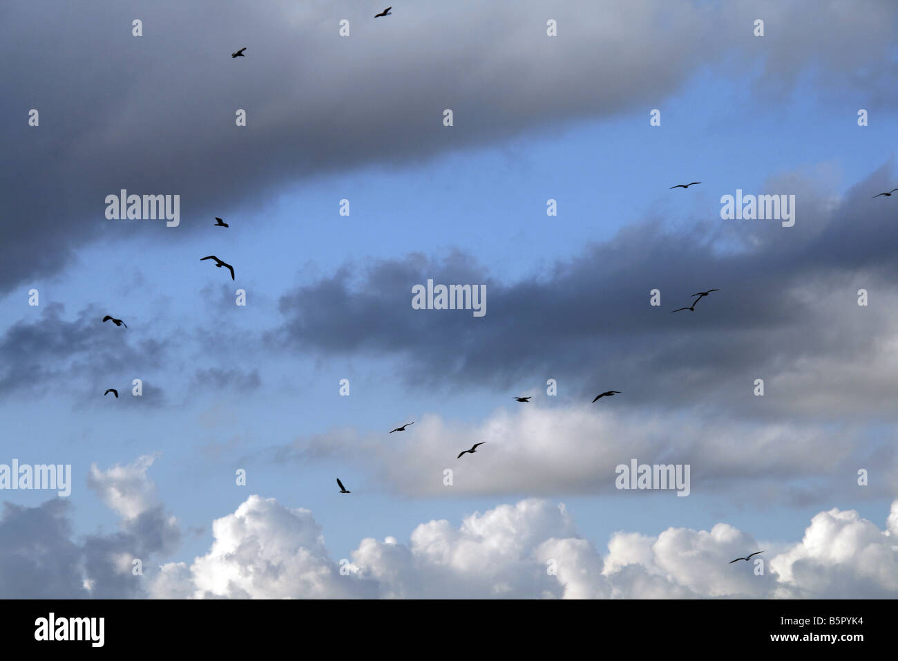 birds flying in different direction in clear blue sky Stock Photo - Alamy
