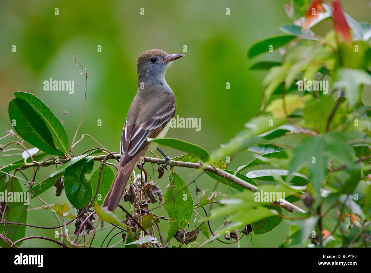 Bird Corkscrew Swamp Sanctuary Florida Stock Photo - Alamy