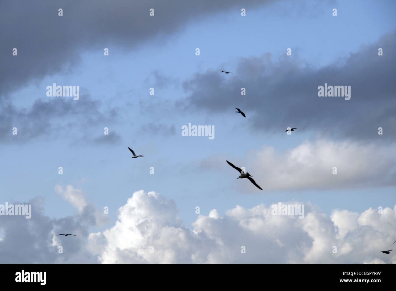 birds flying in different direction in clear blue sky Stock Photo - Alamy