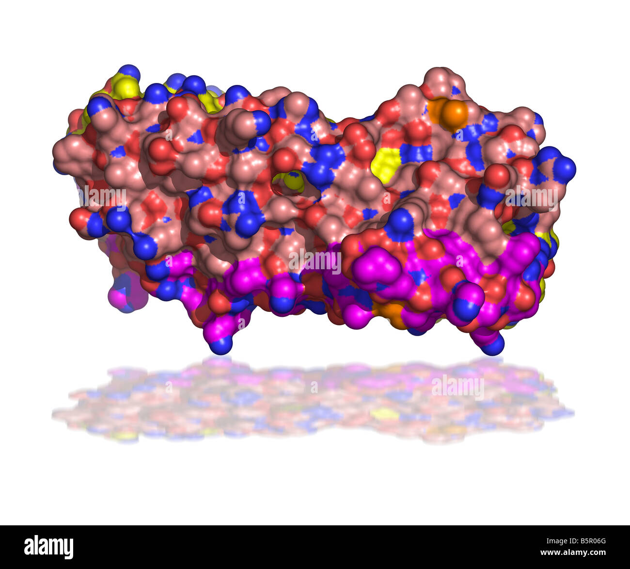 Ebola Virus Structure
