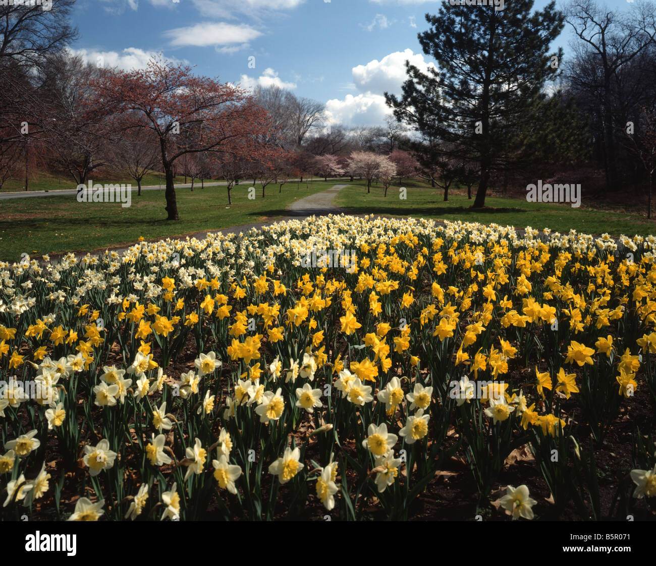 Daffodil Garden in Park Stock Photo - Alamy