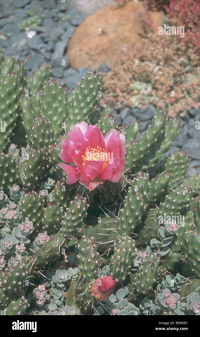 Basilaria hi-res stock photography and images - Alamy