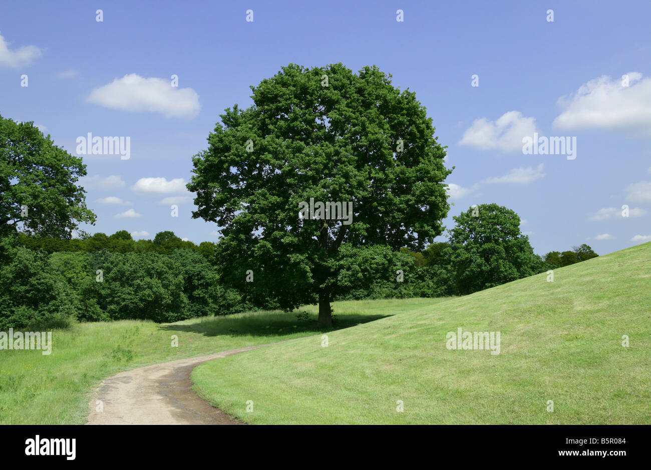 Winding track with perfect round tree Stock Photo - Alamy
