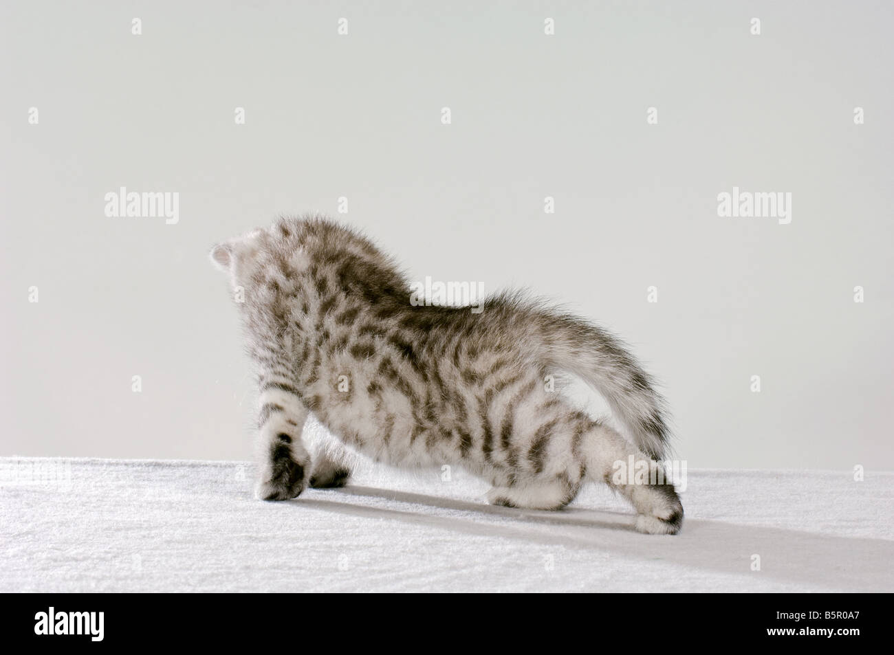 Cat creeping inside hi-res stock photography and images - Alamy