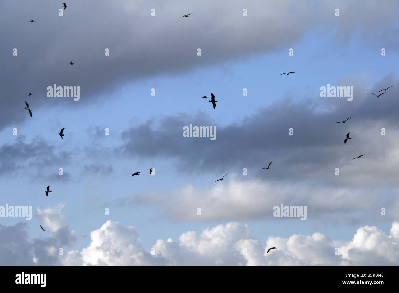 birds flying in different direction in clear blue sky Stock Photo - Alamy