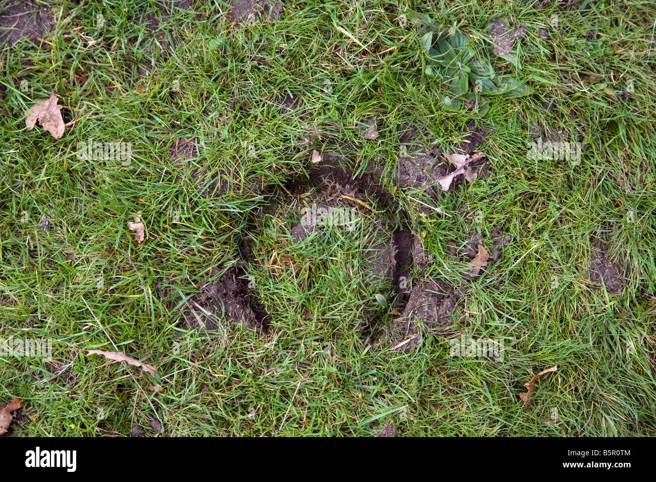 HORSE HOOF PRINT IN SOFT GRASS Stock Photo - Alamy