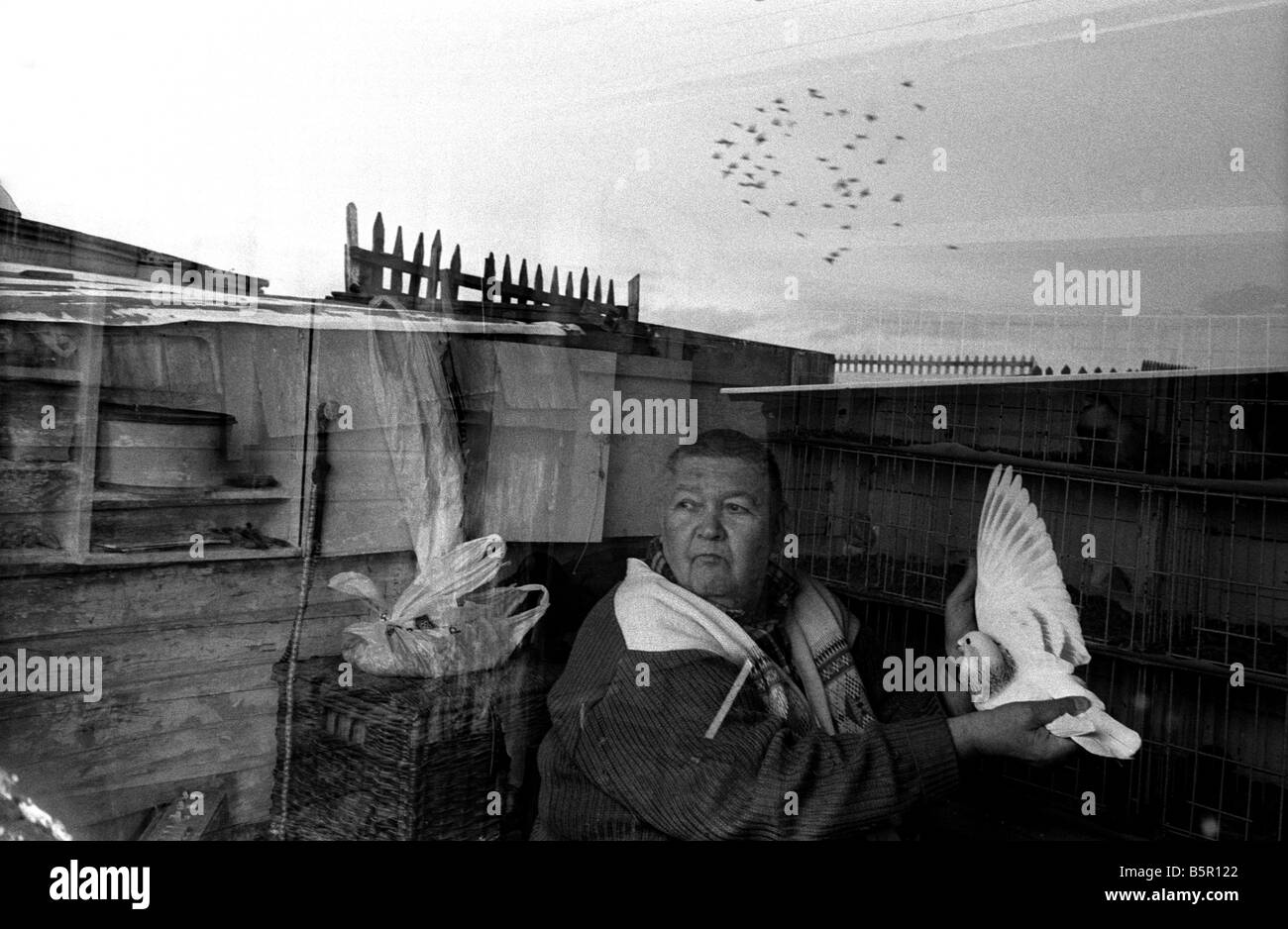 Pigeon racing in the UK. Working class sport Stock Photo - Alamy