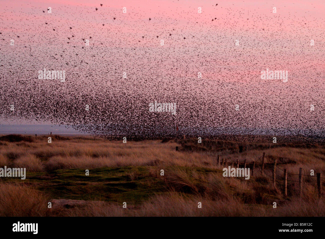 Flocks of starlings hi-res stock photography and images - Alamy