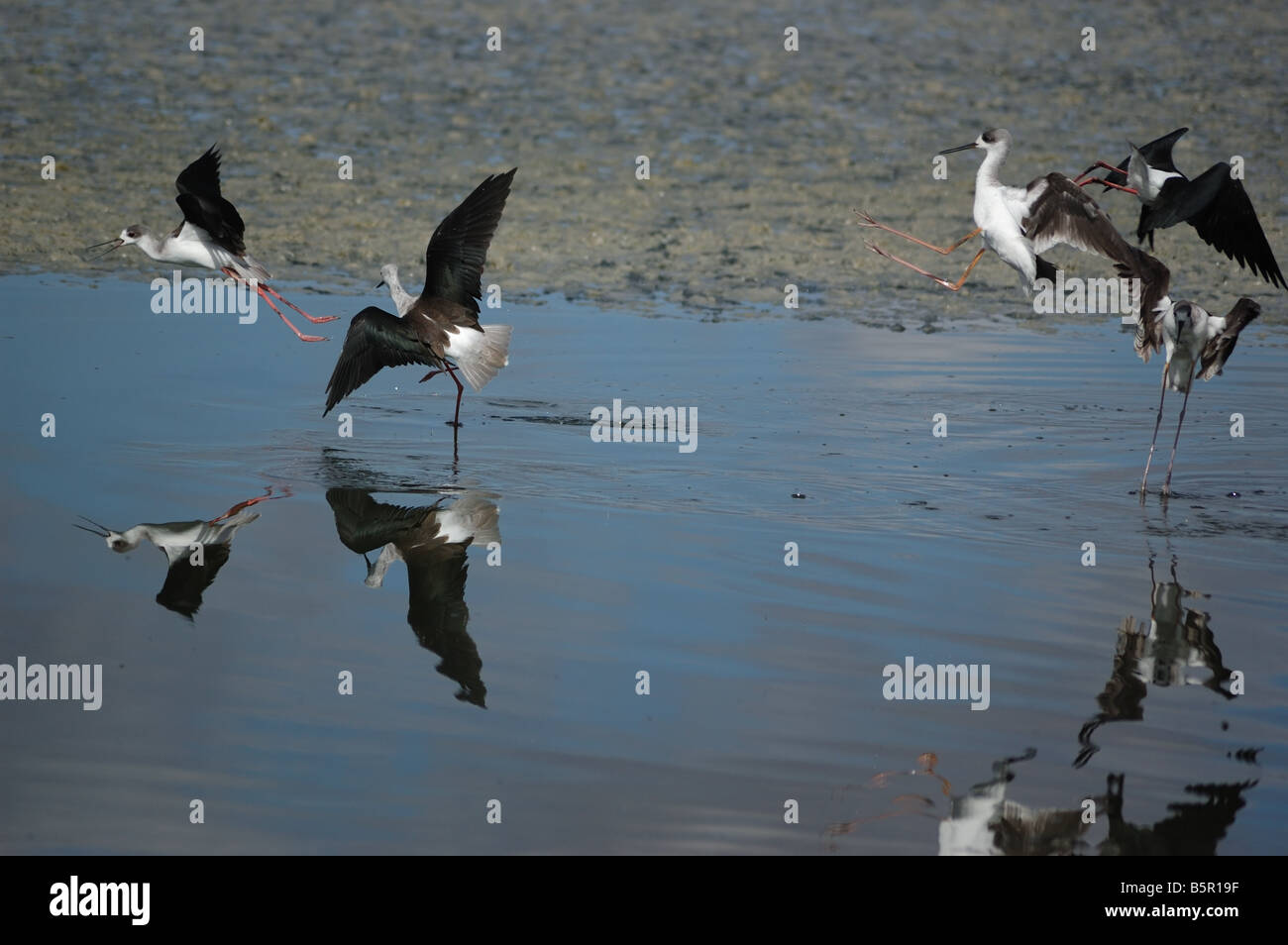 A picture of a several birds in fight Stock Photo - Alamy