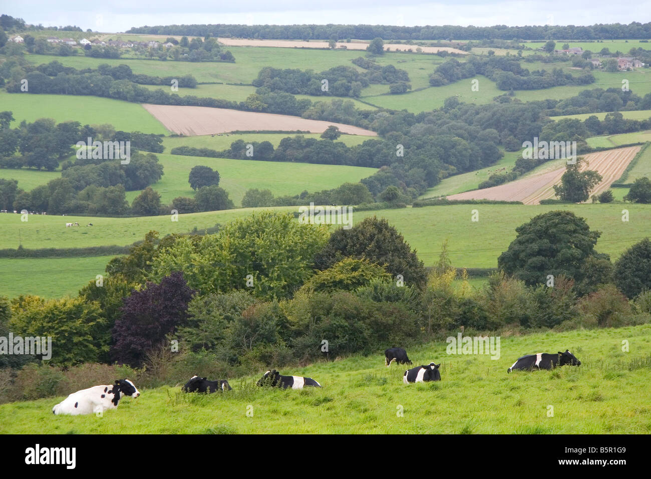 British holstein hi-res stock photography and images - Alamy