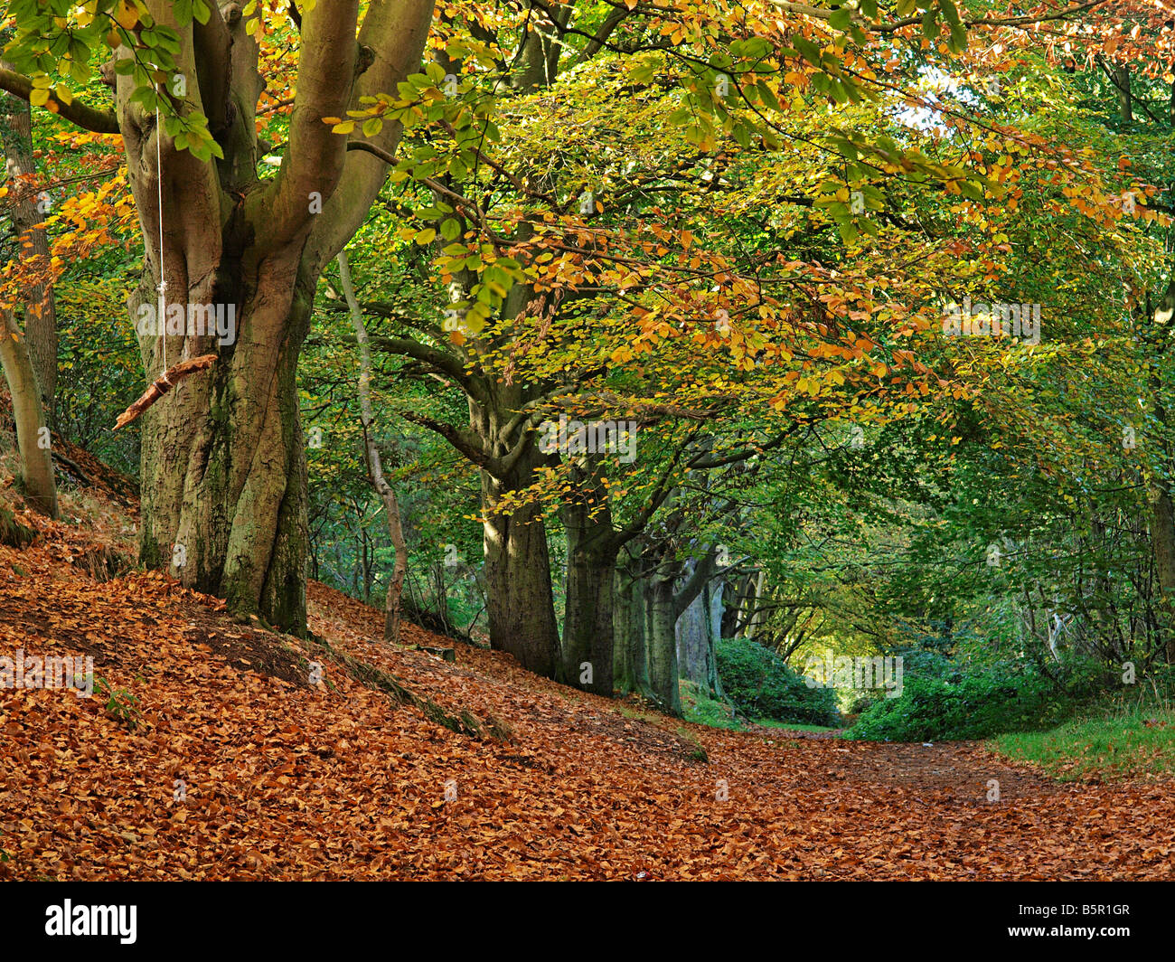 Woodland forest branch tree trees land norfolk hi-res stock photography ...