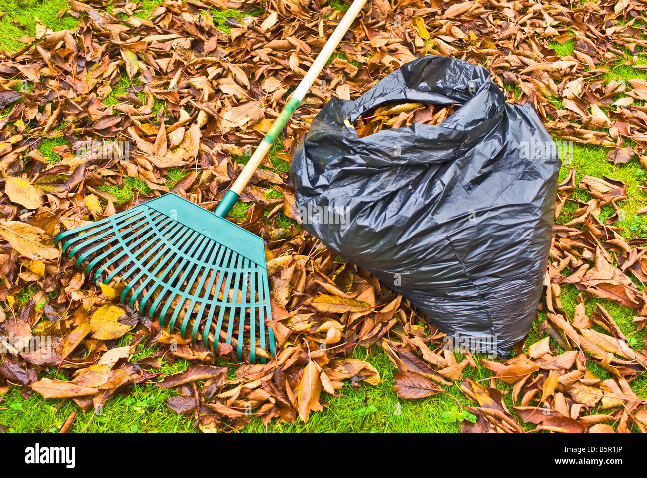 Collecting and bagging leaves from a lawn in November in UK Stock Photo ...