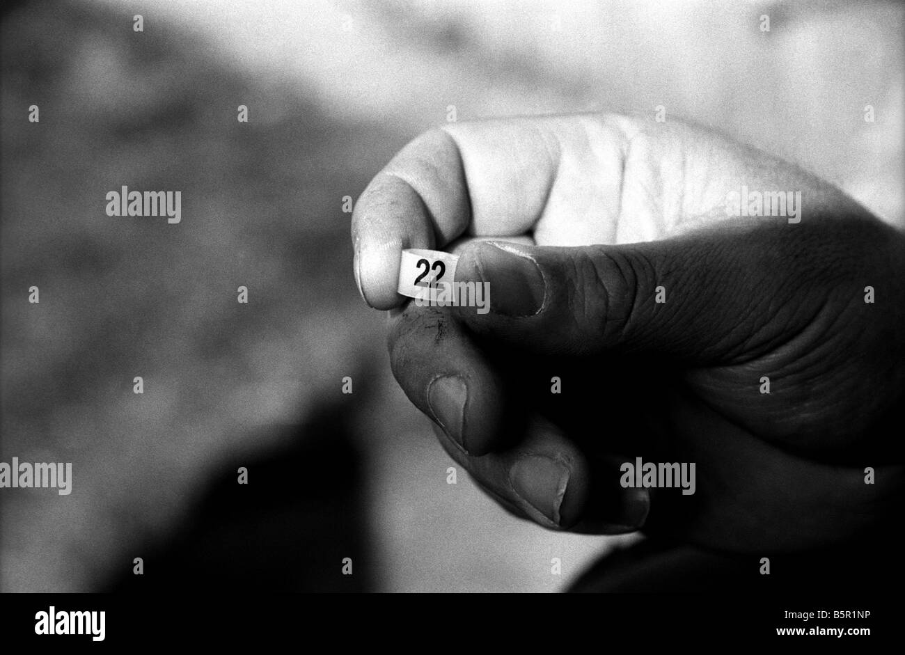 Pigeon racing in the UK. Working class sport Stock Photo - Alamy