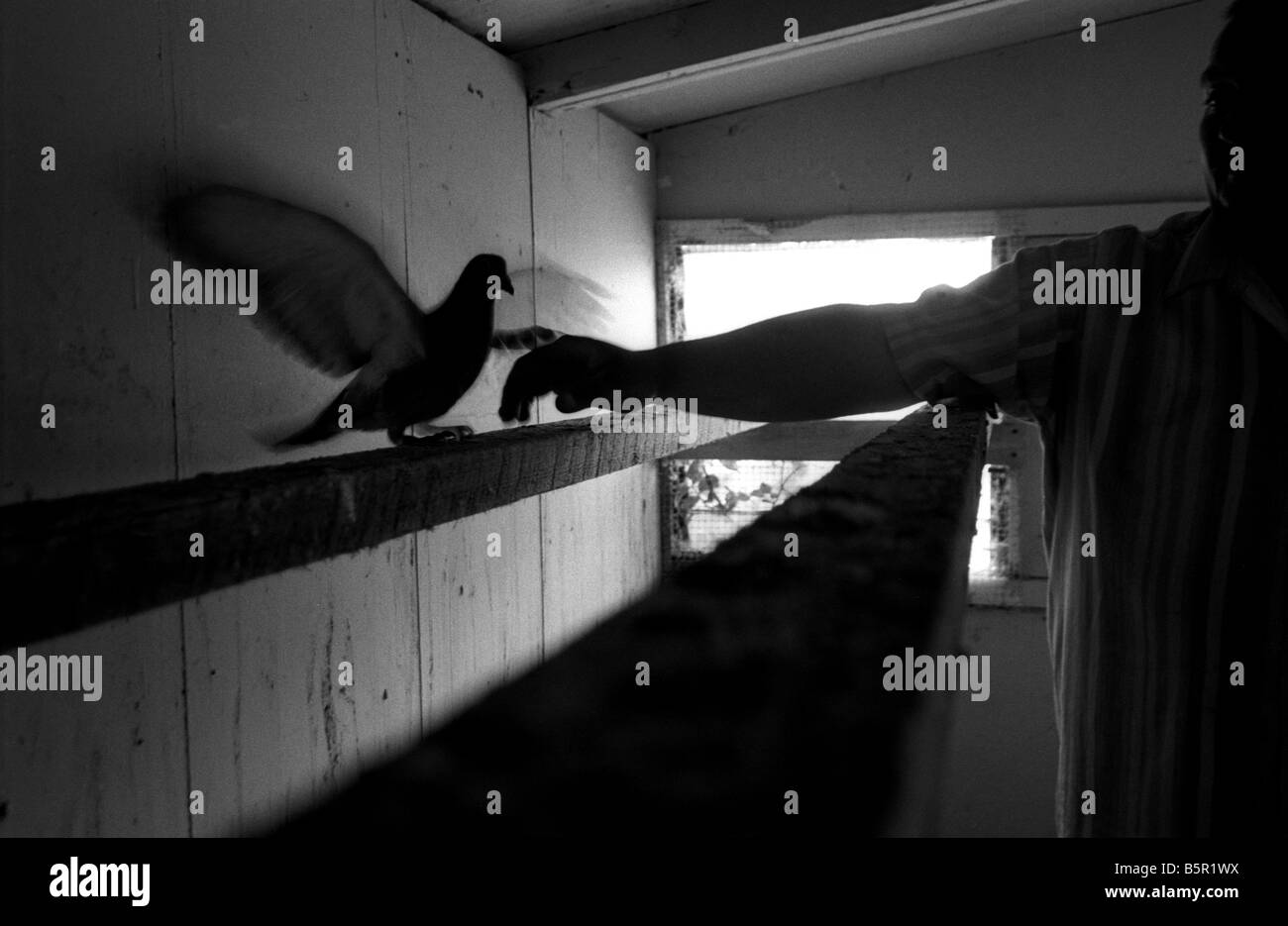 Pigeon racing in the UK. Working class sport Stock Photo - Alamy