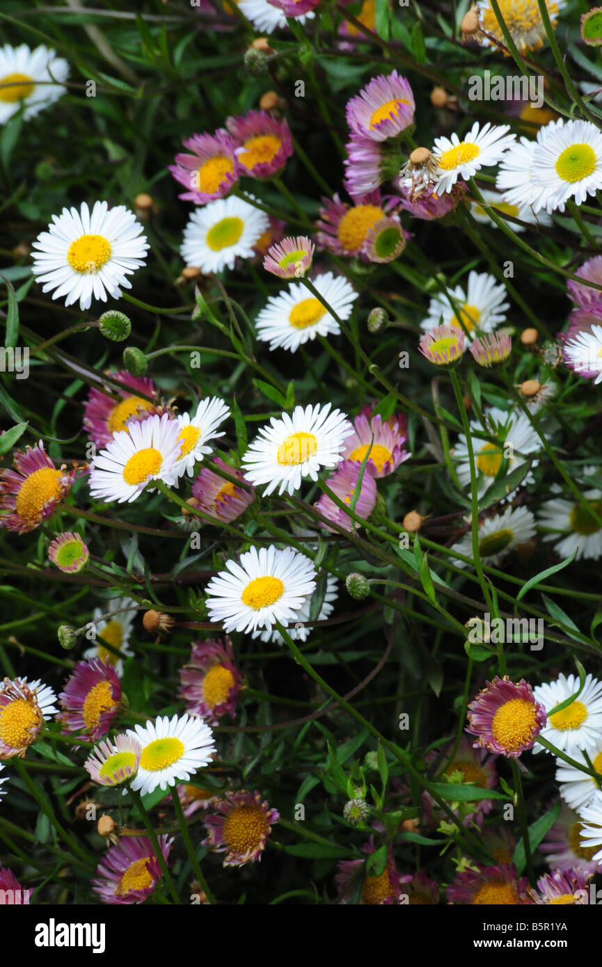 Field with colorful flowers Stock Photo - Alamy