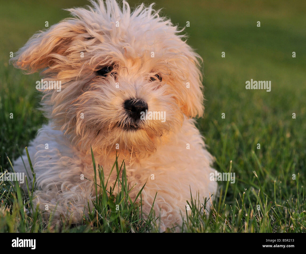 Bichon poodle hi-res stock photography and images - Alamy
