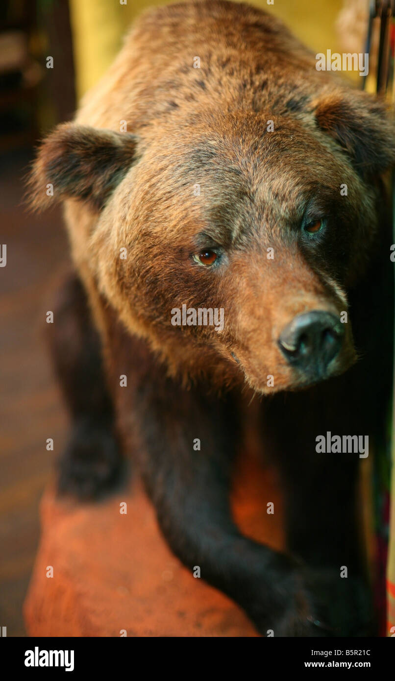 Brown bear wild mammal hi-res stock photography and images - Alamy