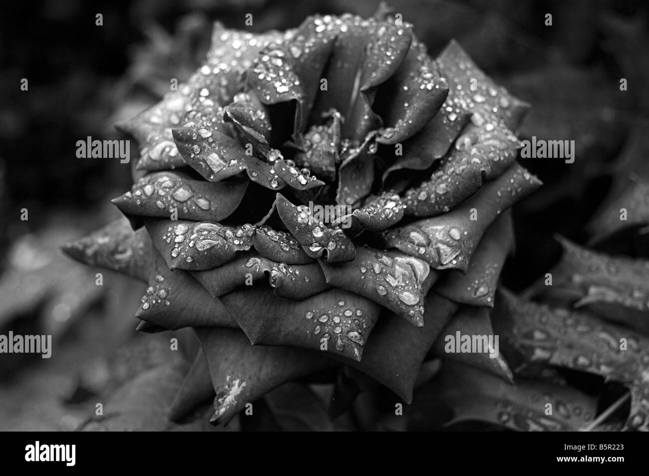 Black Rose With Raindrops
